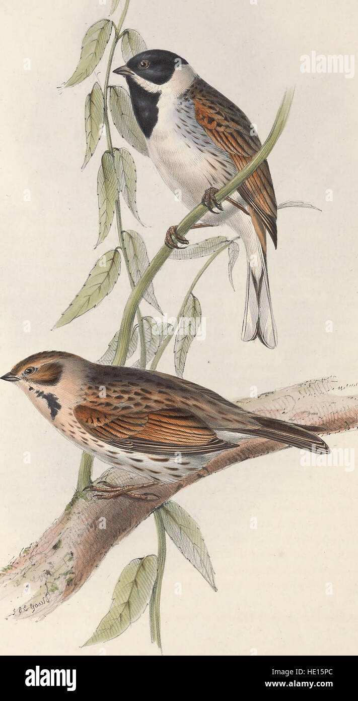 The birds of Europe (1837 Stock Photo - Alamy