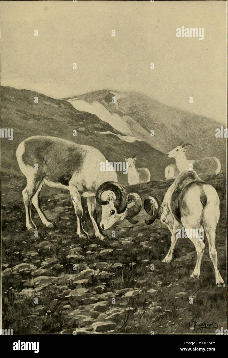 Musk-ox sheep are a species of large herbivores native to the Arctic ...