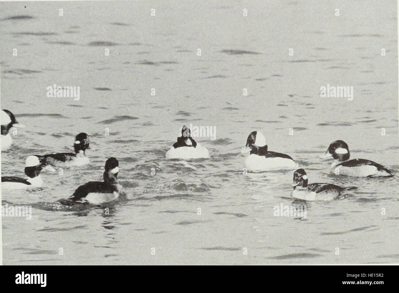 Breeding distribution hi-res stock photography and images - Alamy