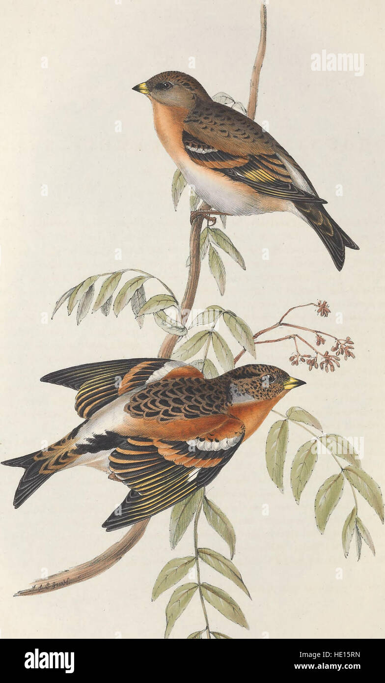 *The Birds of Europe* (1837) is a comprehensive study of European bird ...