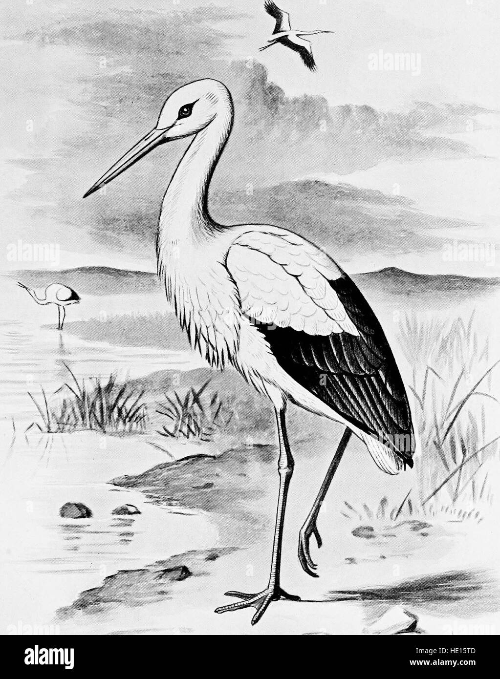 British bird egg Black and White Stock Photos & Images - Alamy