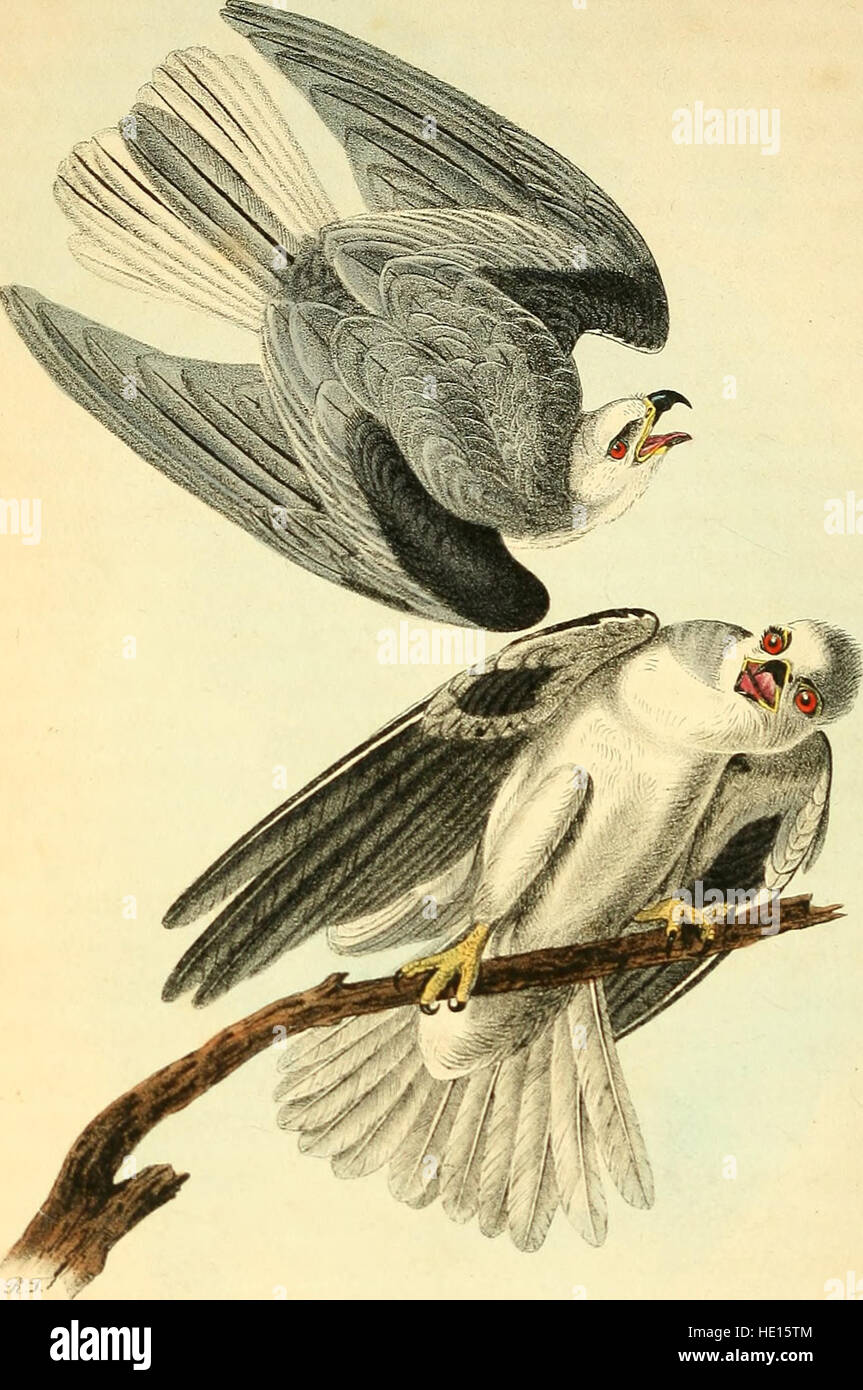*The Birds of America* (1840) by John James Audubon is a landmark work ...