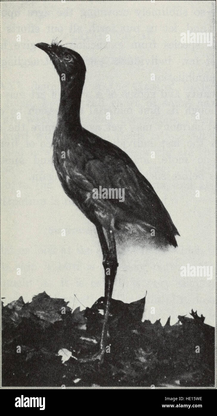 'The Bird, Its Form and Function' (1906) offers a detailed analysis of ...