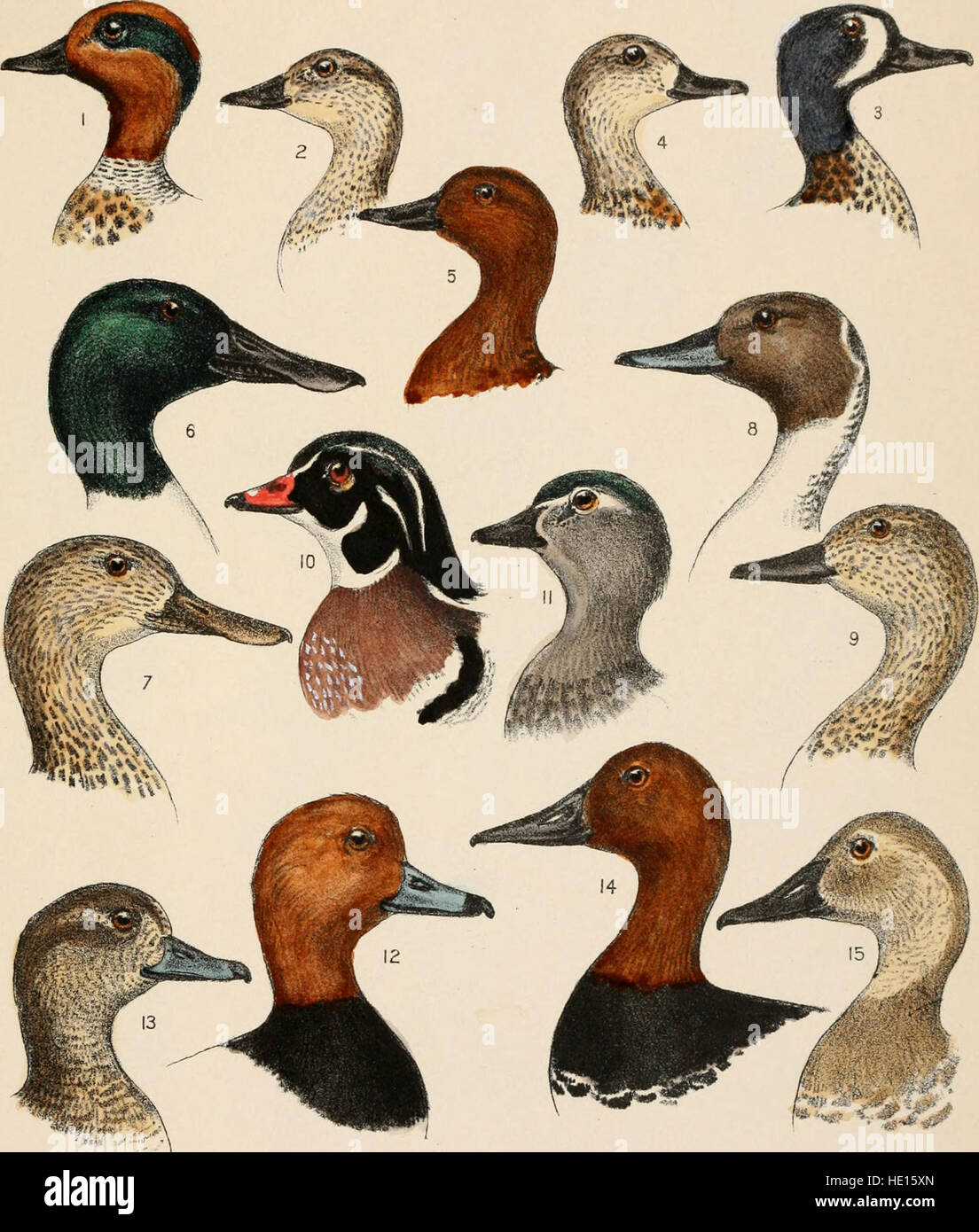 *The Birds of Eastern North America* (1899) is a comprehensive guide to ...