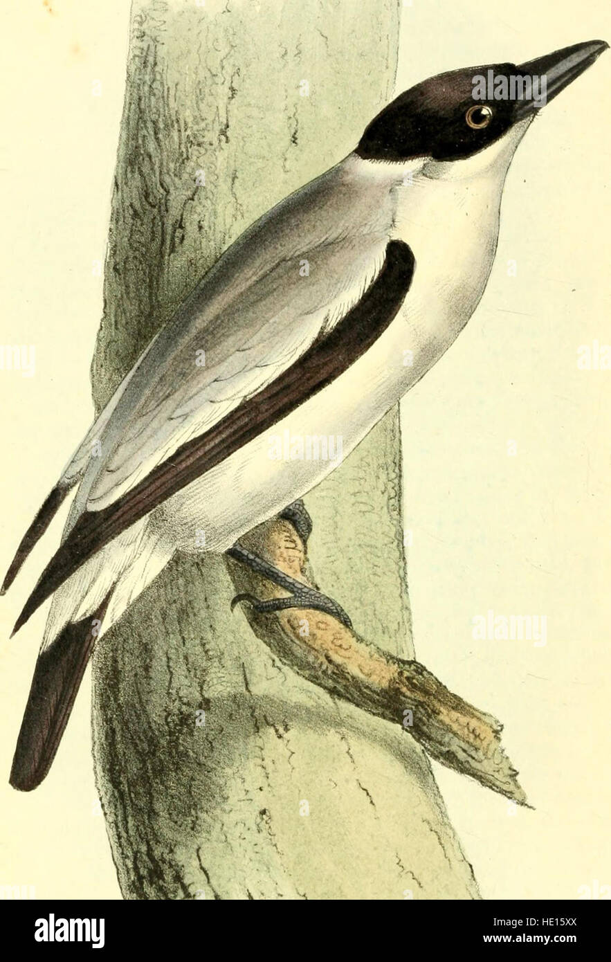 A work featuring original illustrations and descriptions of rare and ...