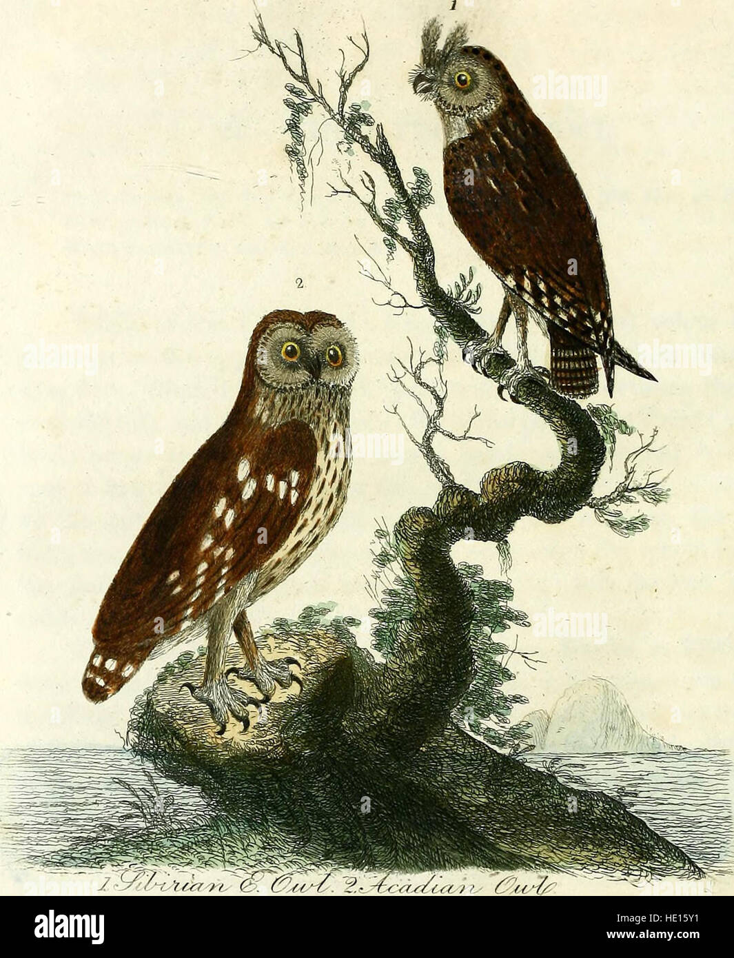 A General History of Birds (1821) offers an extensive overview of bird ...