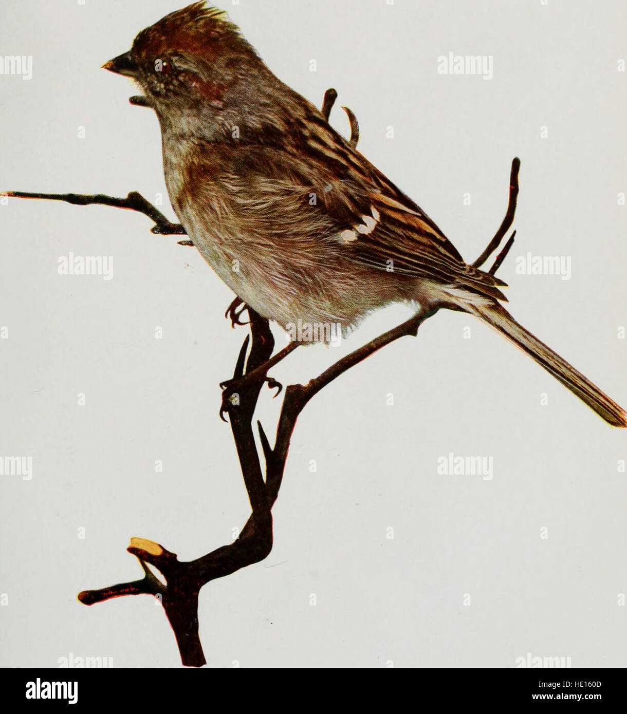 This work showcases birds, plants, animals, and minerals in natural ...