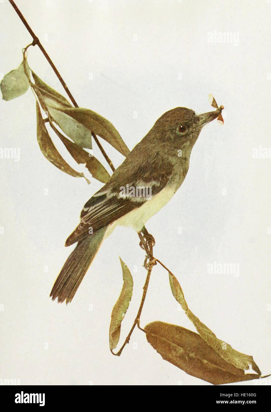 This work showcases nature through color photography, highlighting ...