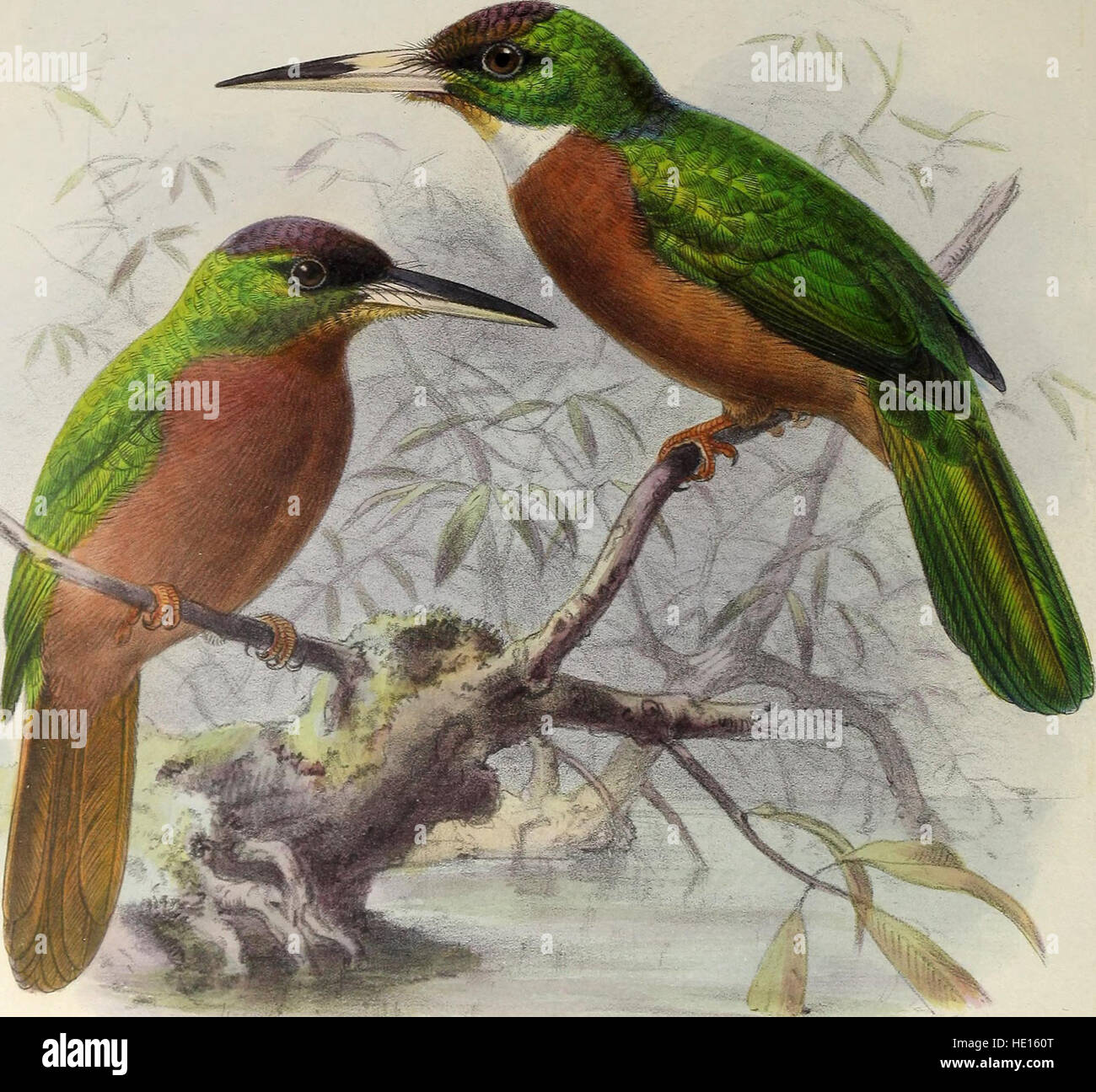 This 1882 monograph focuses on jacamars and puff-birds, exploring the ...