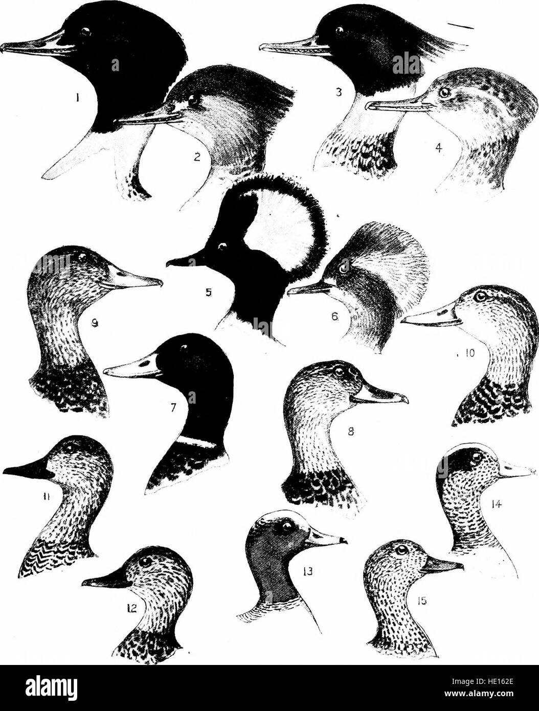 North meridian Black and White Stock Photos & Images - Alamy