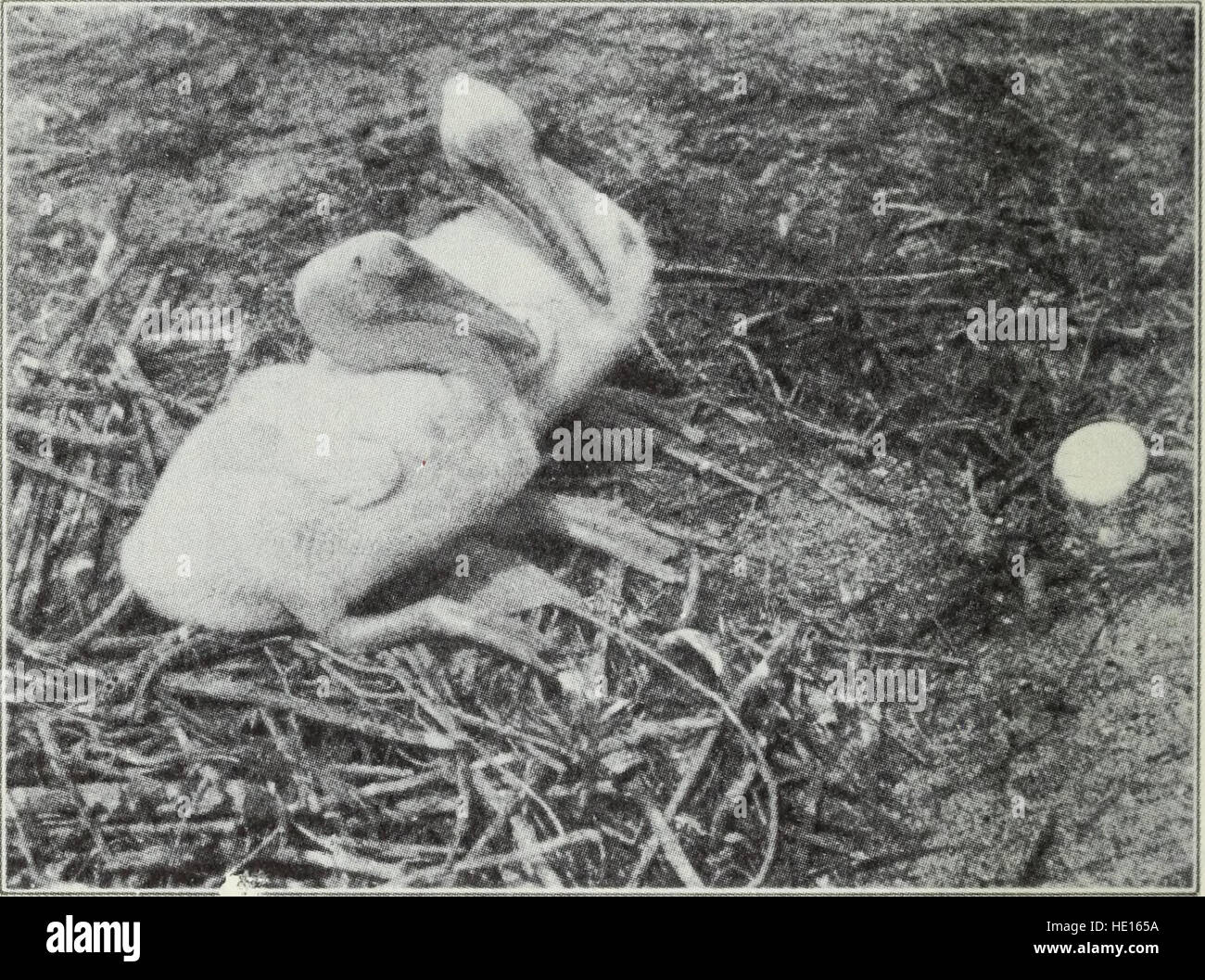 *The Bird, Its Form and Function* (1906) is a study on the anatomy and ...