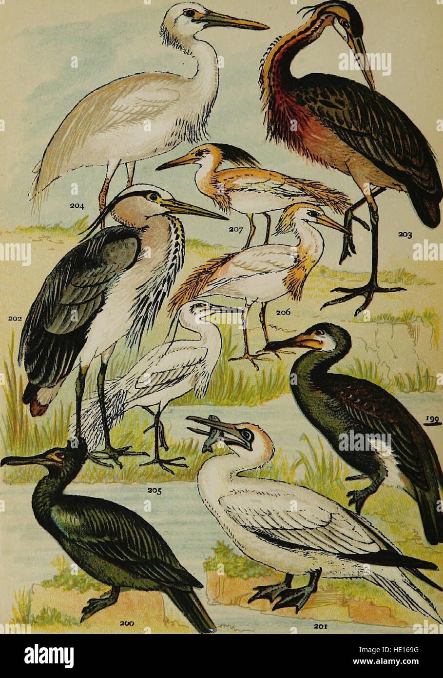 A 1892 guide to identifying and understanding the bird species native ...