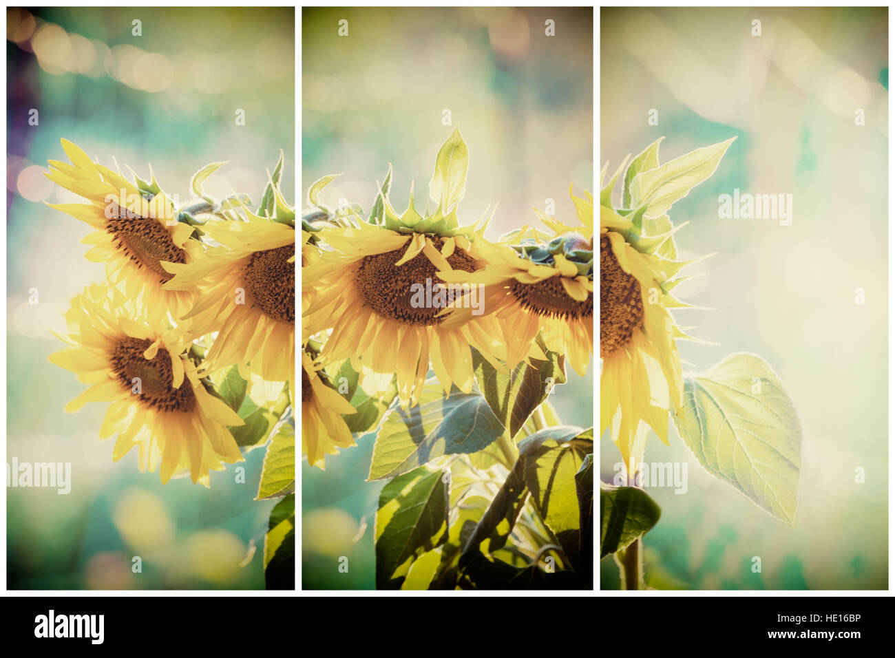 Vintage sunflowers in the field. Offset retro effect Stock Photo - Alamy