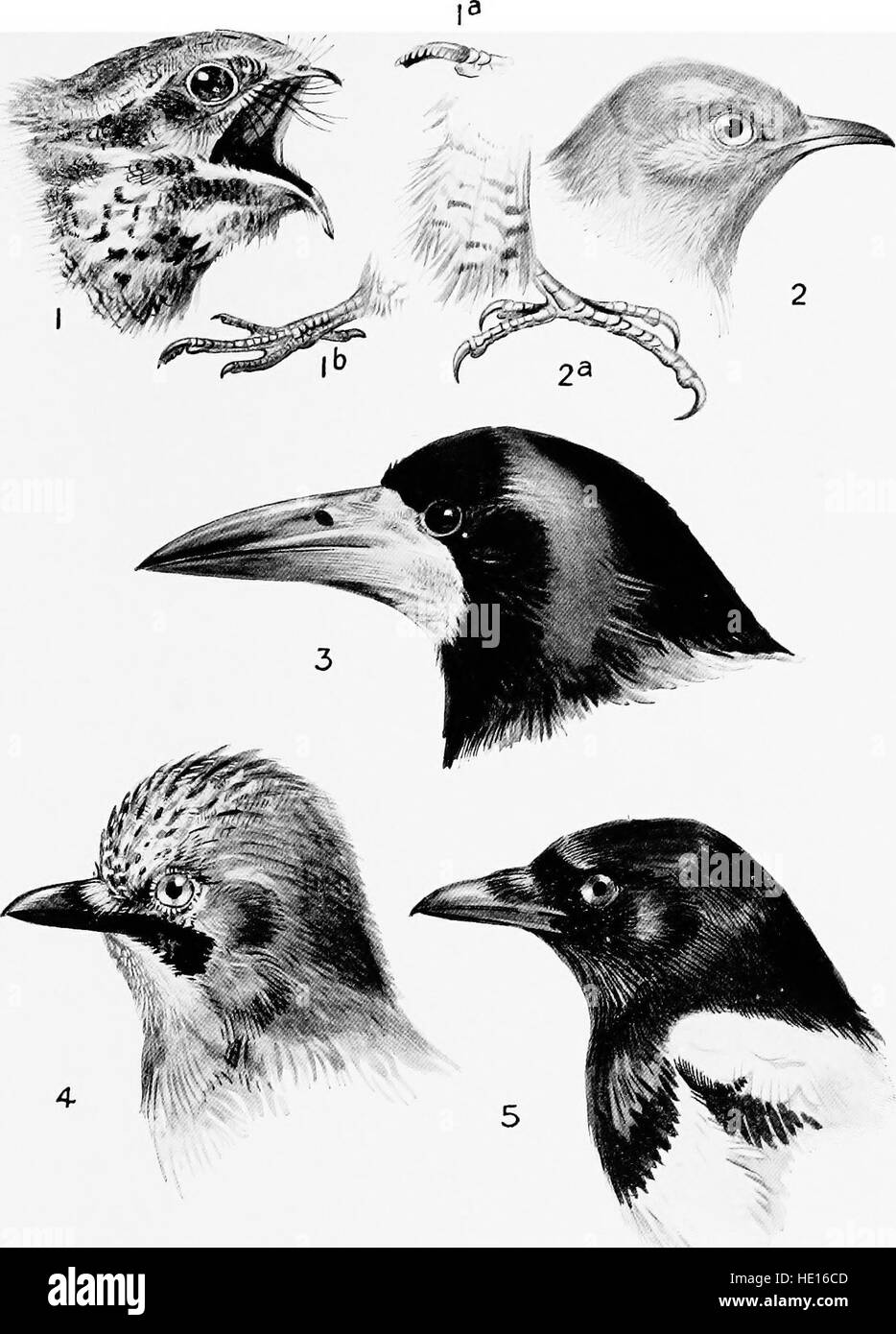 This book provides a comprehensive guide to the bird species of Britain ...