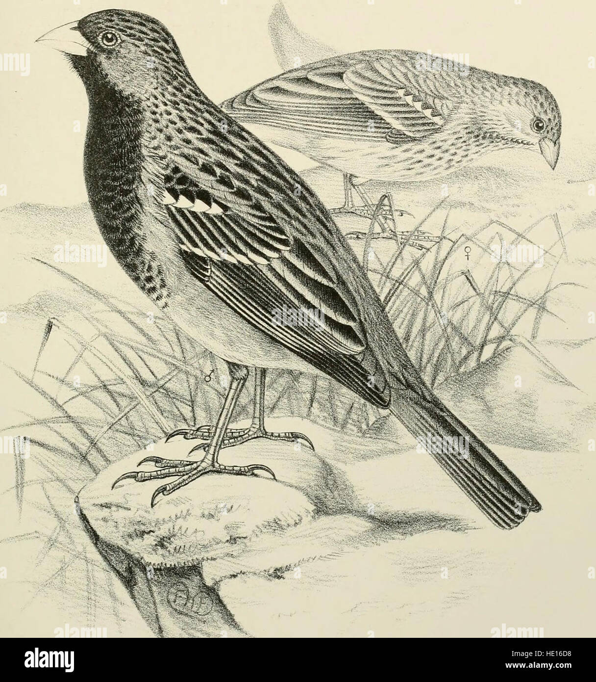 An 1888 study focusing on weaver-birds (Ploceid) and finches ...