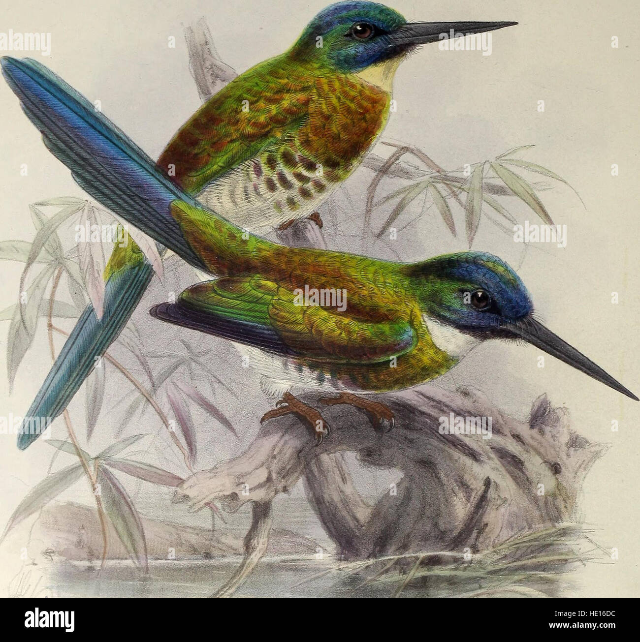 An in-depth study of the jacamars and puff-birds, species from the ...