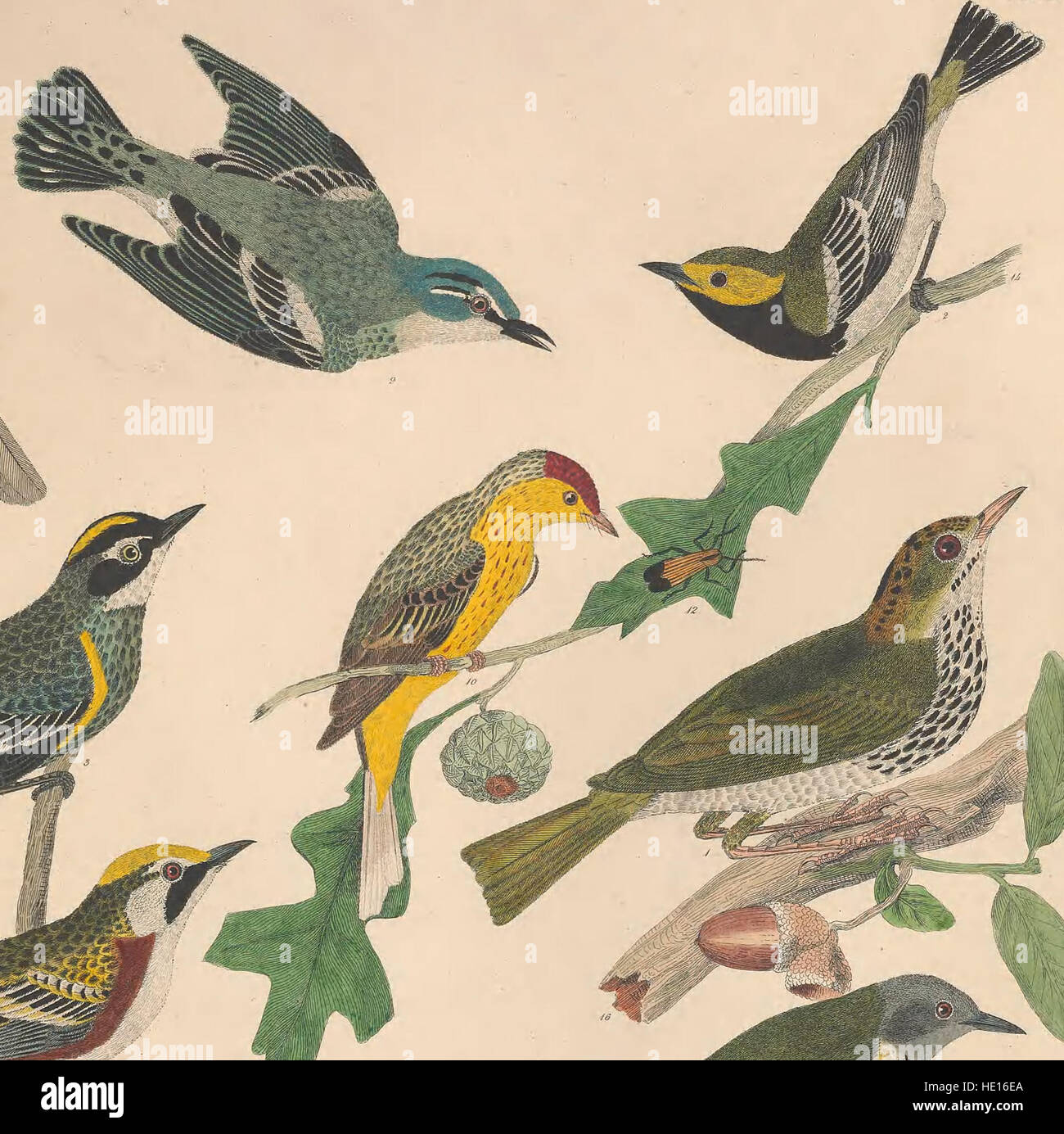 This illustrated work highlights the bird species studied by Alexander ...