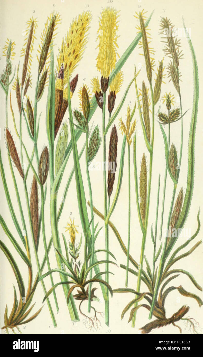 A 1858 work focused on the grasses and sedges of Britain, providing ...