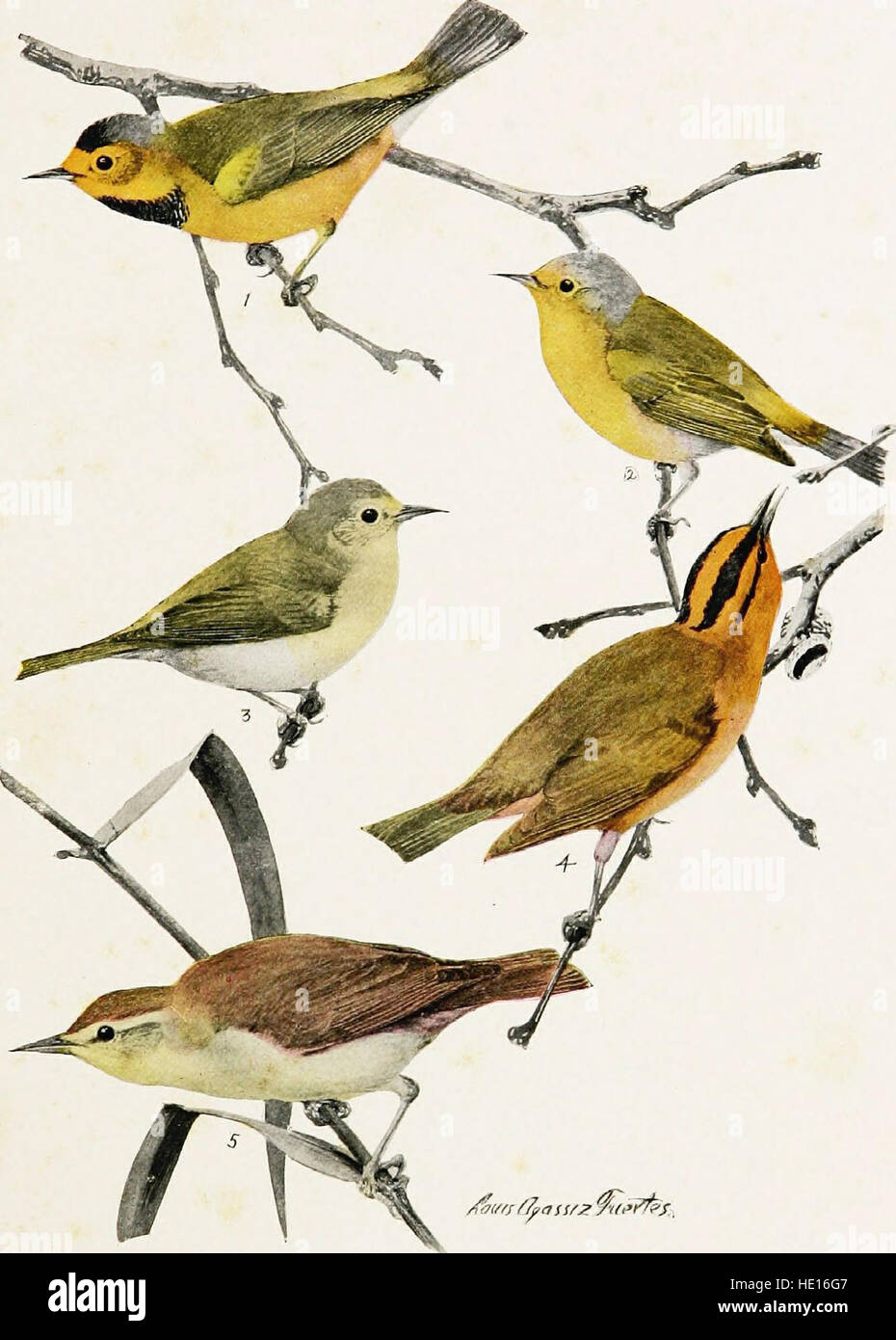 'The Warblers of North America' (1907) provides a comprehensive guide ...