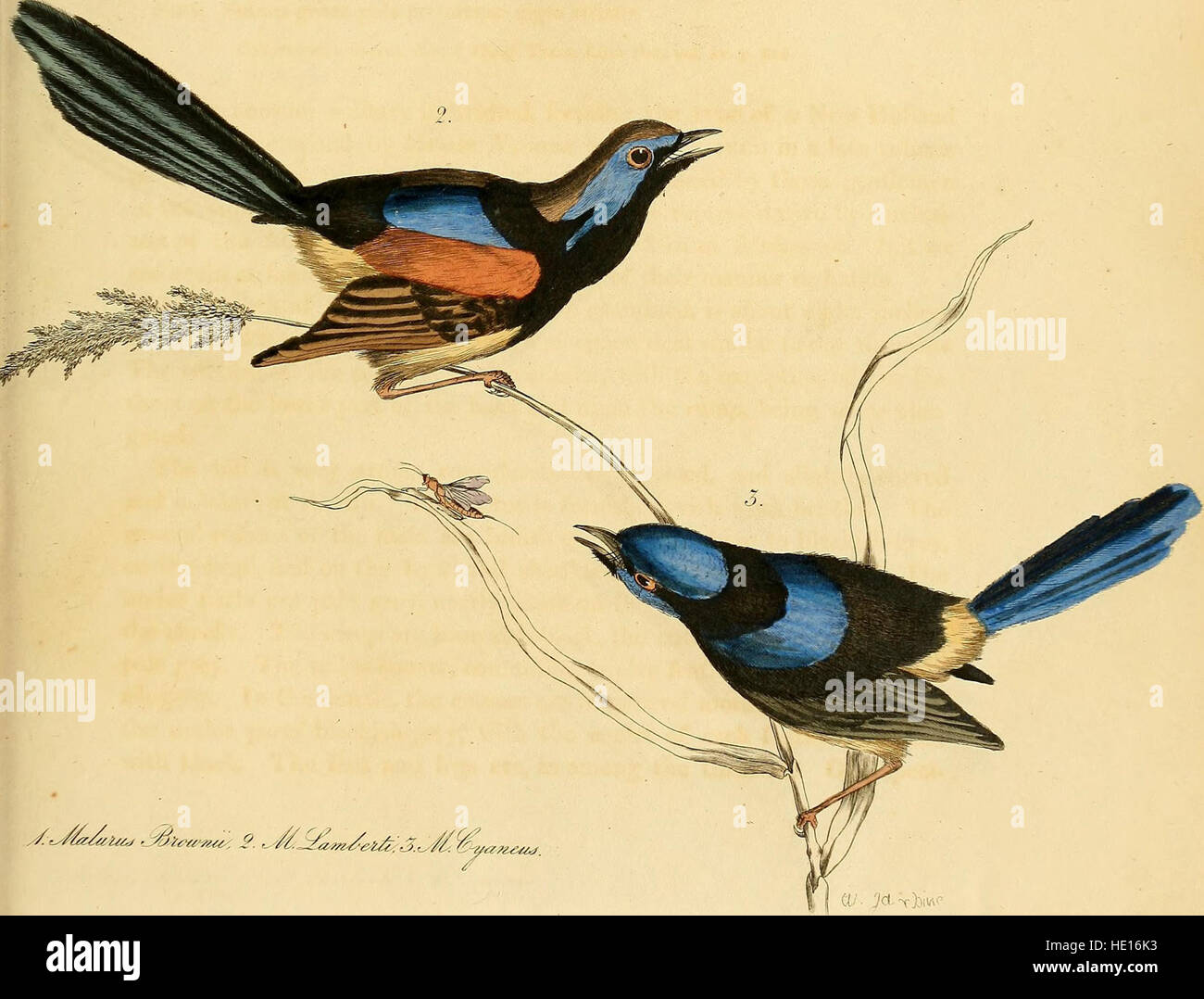 'Illustrations of Ornithology' (1826) is an illustrated work detailing ...