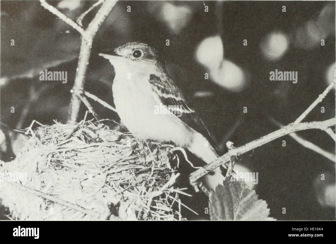 Nidiology hi-res stock photography and images - Alamy