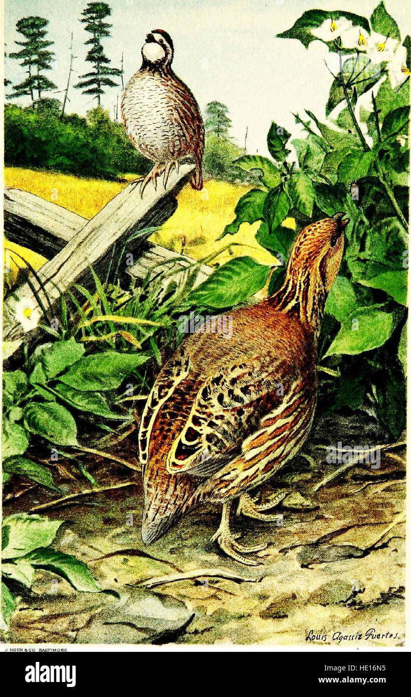 'American Game-Bird Shooting' (1910) provides an overview of hunting ...