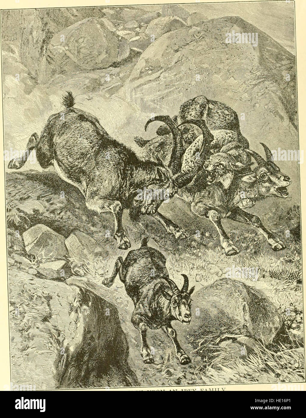 This book features stories centered around hunting and trapping ...