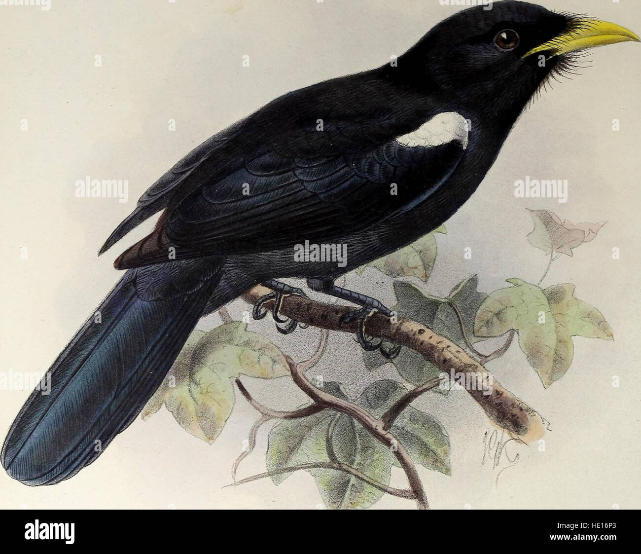 *A Monograph of the Jacamars and Puff-Birds* (1882) is a detailed study ...