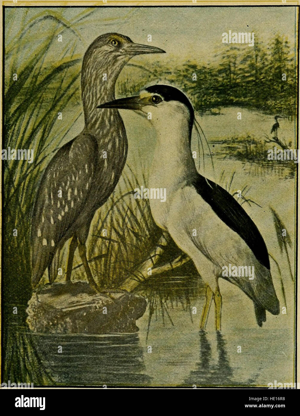 This magazine covers ornithology, providing detailed studies of ...