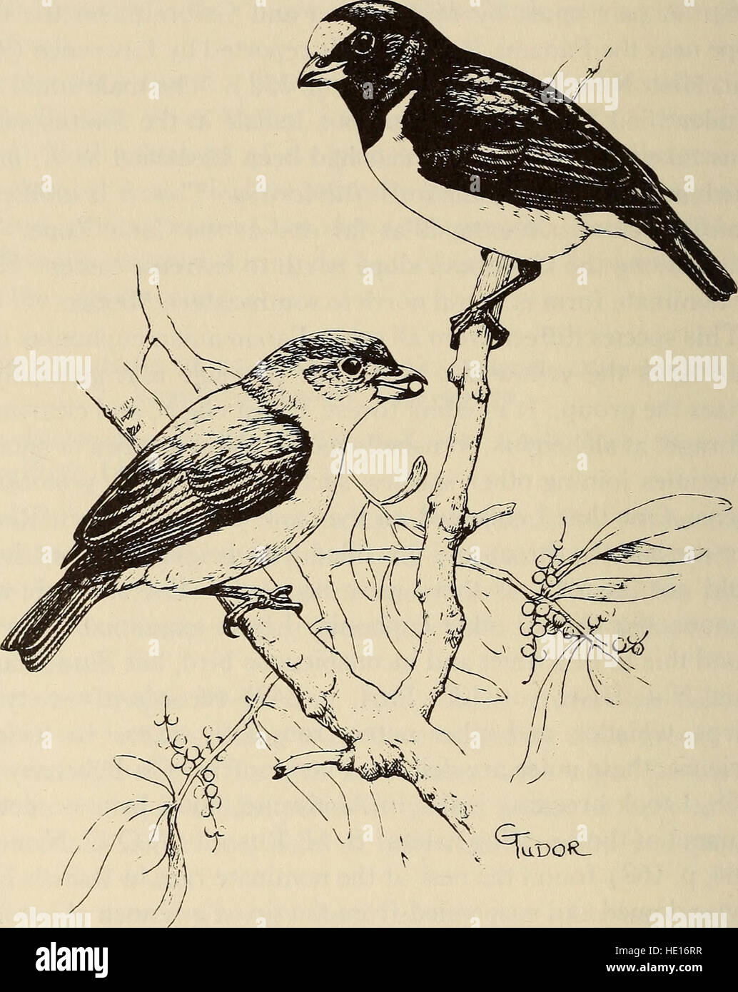 'The Birds of the Republic of Panama' (1965) offers a comprehensive ...