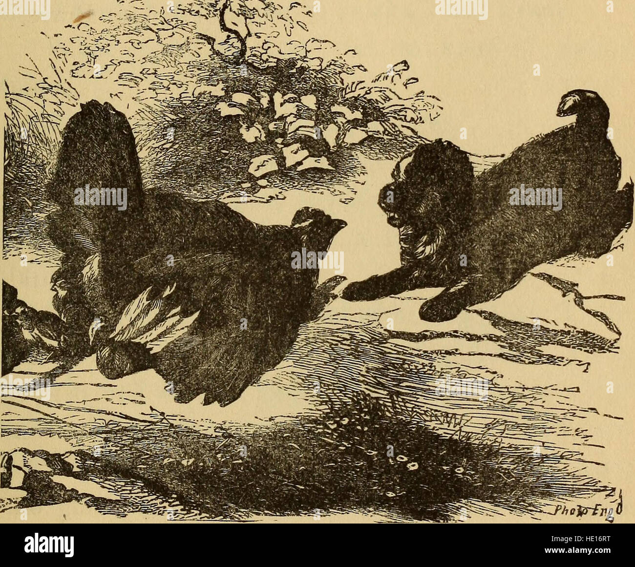 *Four Feet, Wings, and Fins* (1879) examines various forms of animal ...