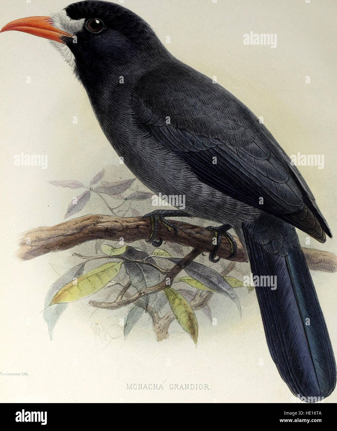 Jacamars hi-res stock photography and images - Alamy