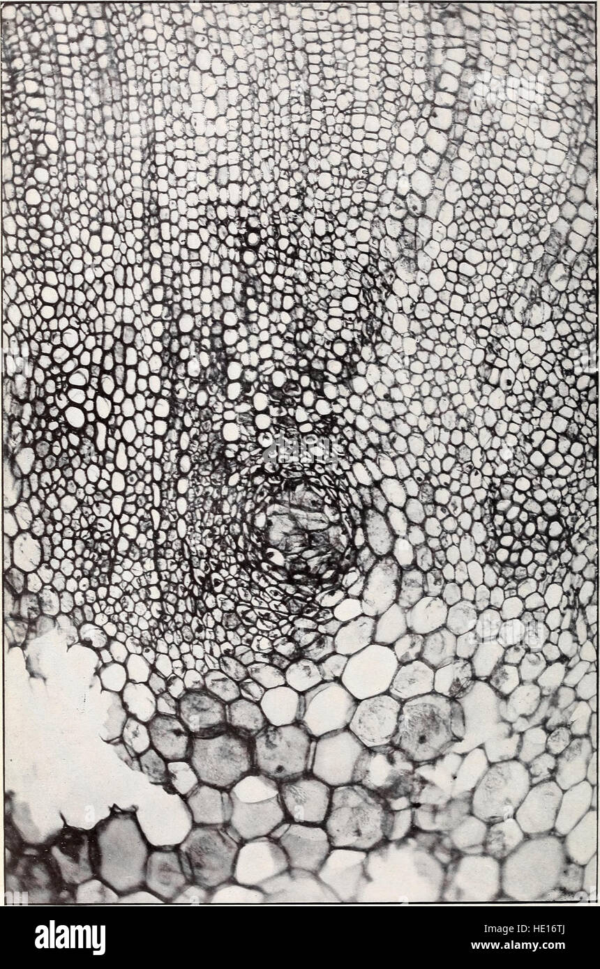 'The Structure and Development of Crown Gall - A Plant Cancer' (1912 ...