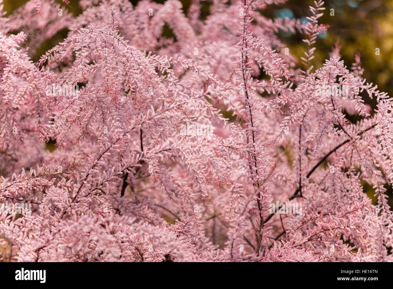 Tamarix meyeri Boiss bush in the garden Stock Photo - Alamy