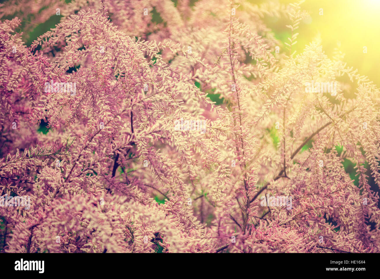 Tamarisk bush hi-res stock photography and images - Alamy