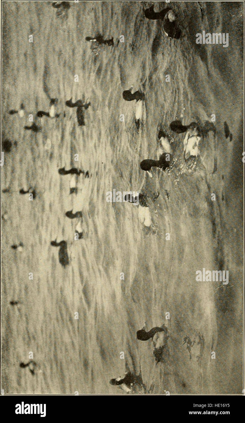 This work explores the game birds, wildfowl, and shore birds of ...