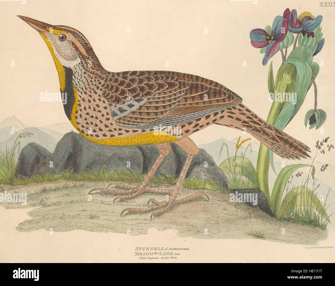 Alexander wilson american ornithology hi-res stock photography and ...