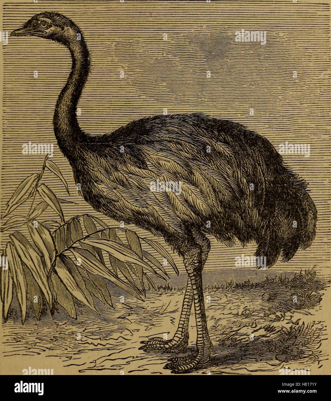 Feathered creatures alongside hi-res stock photography and images - Alamy