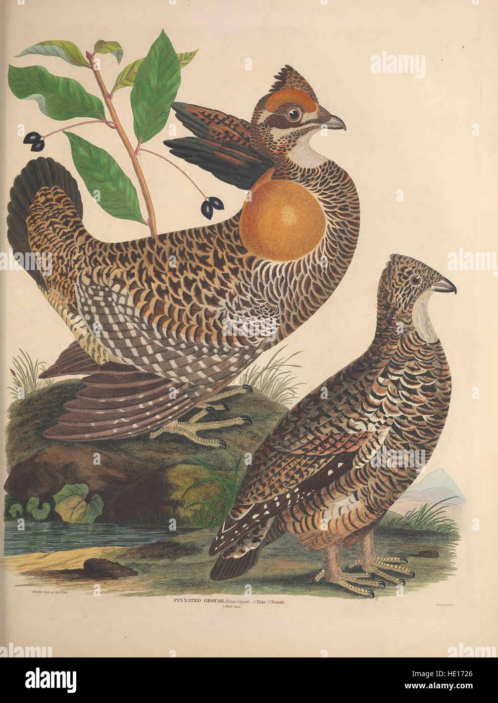 Alexander wilson ornithology hi-res stock photography and images - Alamy