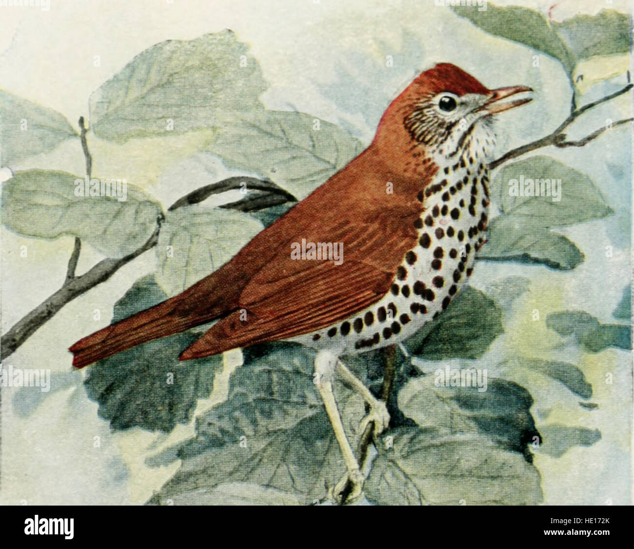'Birds of Field, Forest, and Park' (1919) is a guide to various bird ...