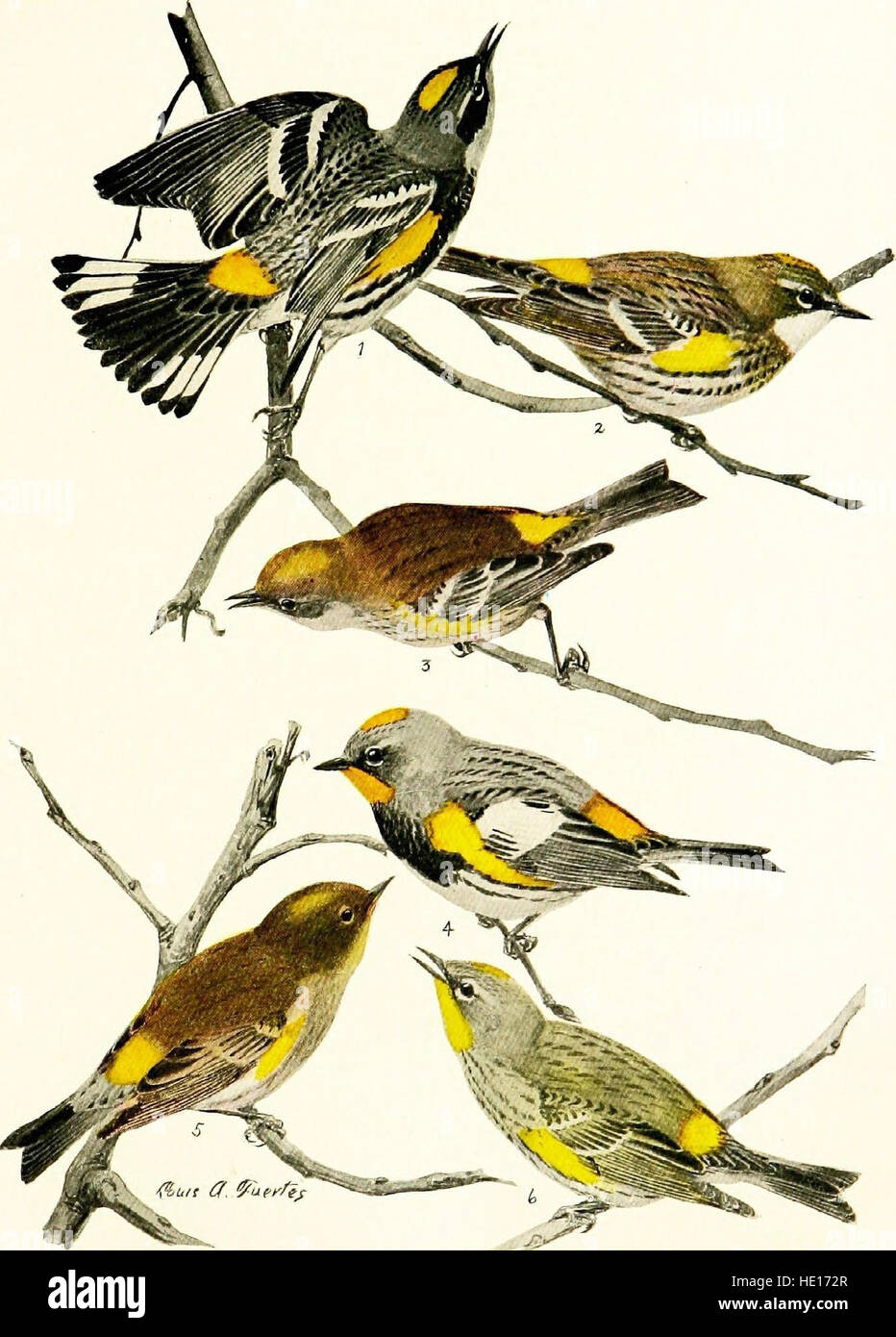 A study of North American warblers published in 1907, detailing their ...