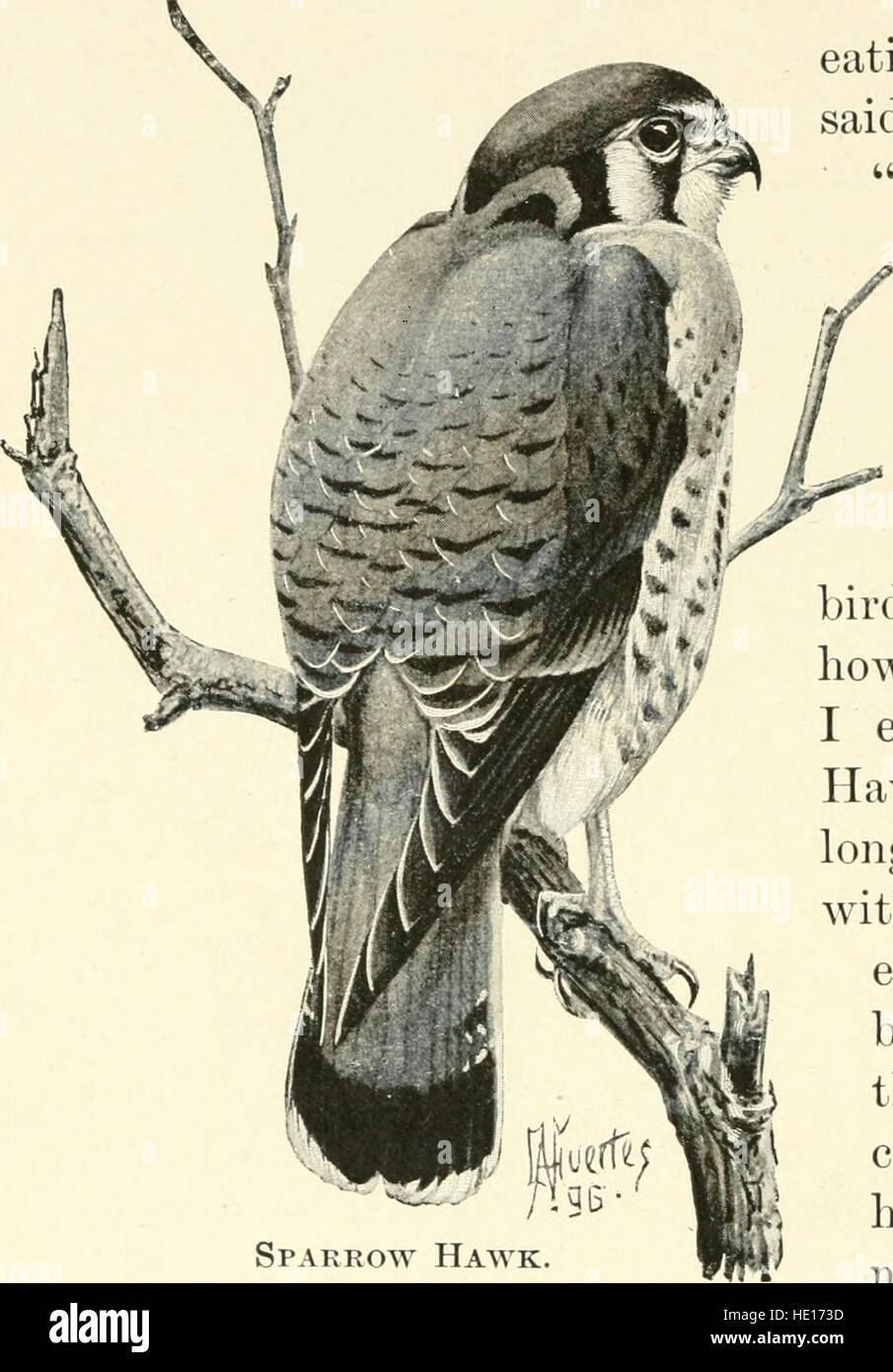 A beginner-friendly introduction to bird life, offering simple ...