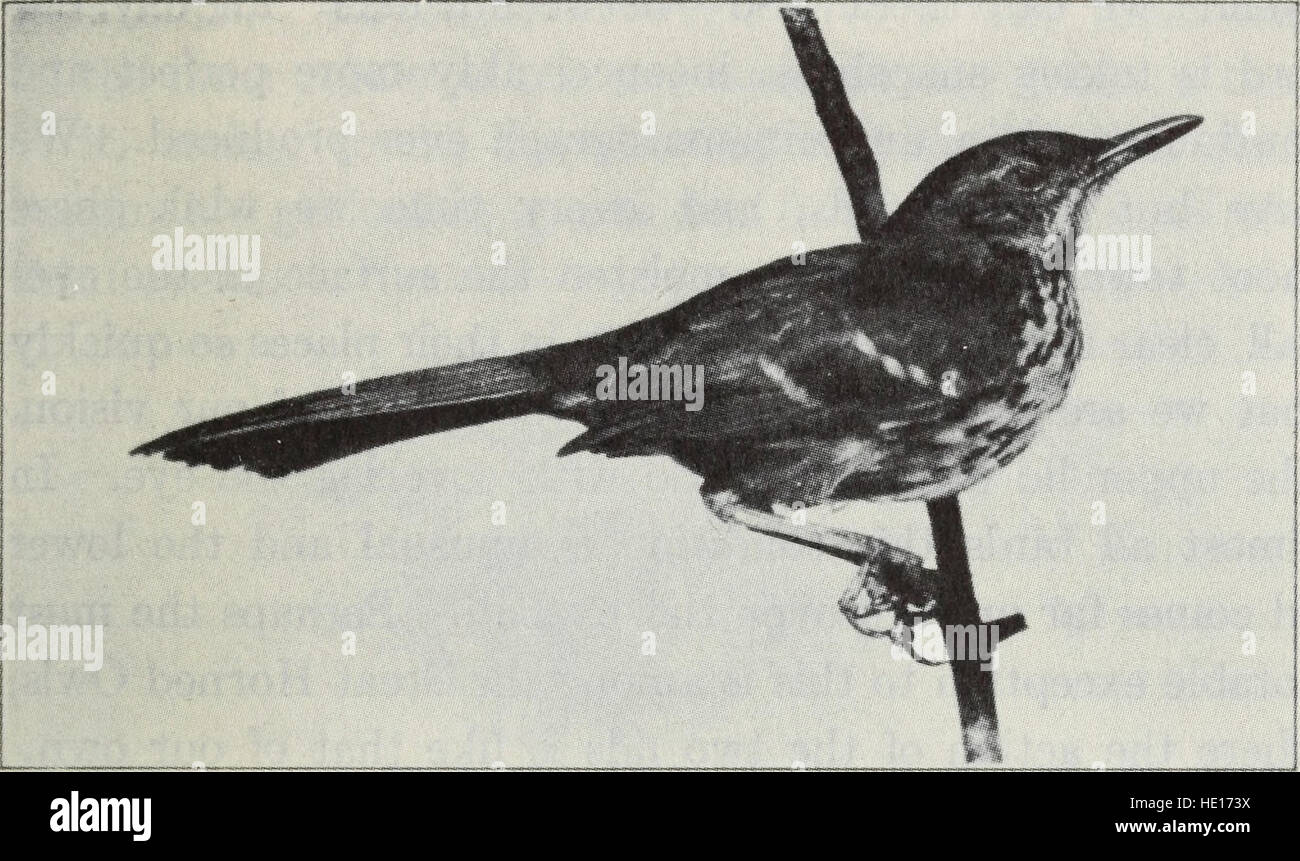 The bird, its form and function (1906 Stock Photo - Alamy