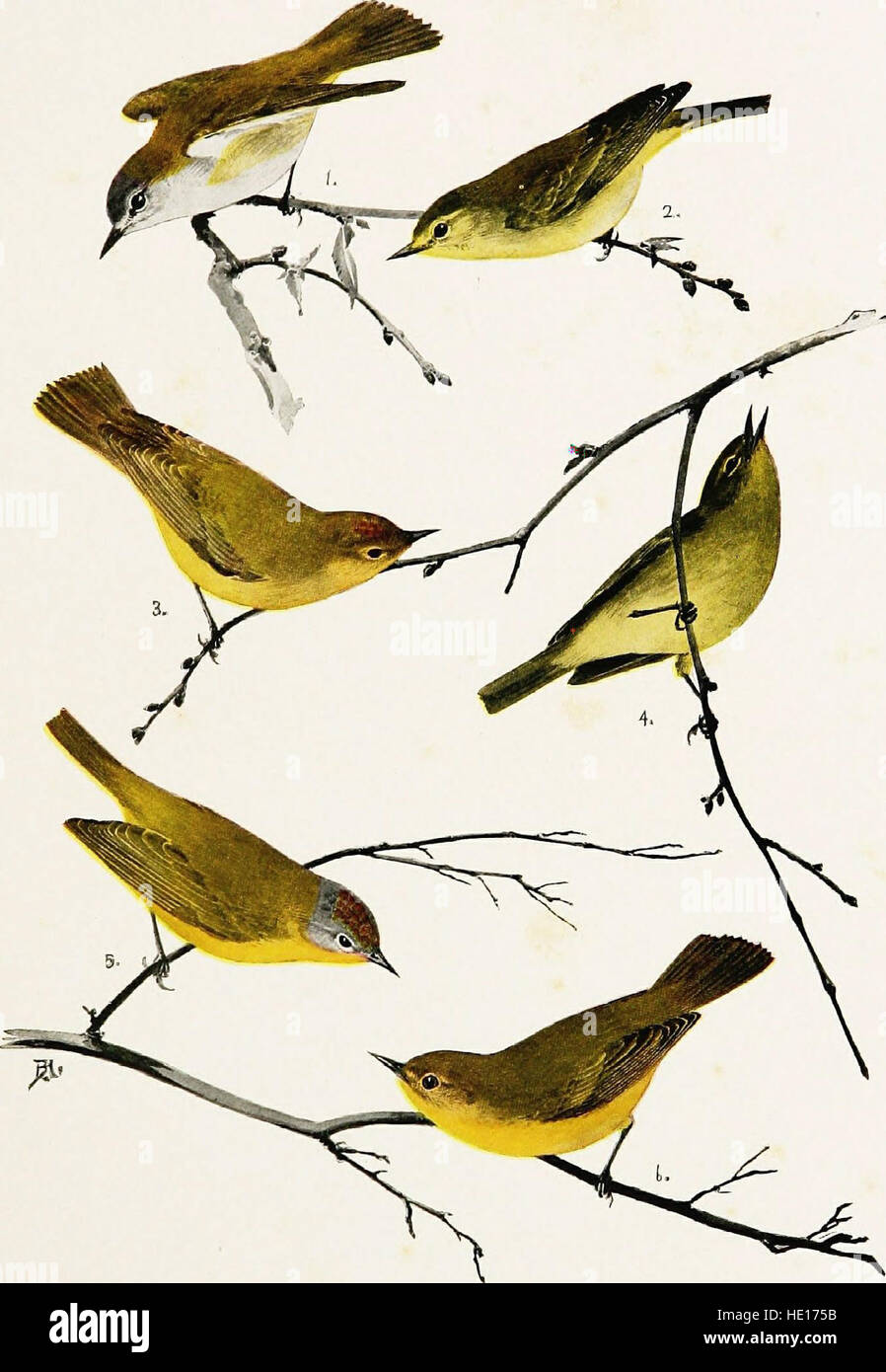 The warblers of North America (1907 Stock Photo - Alamy