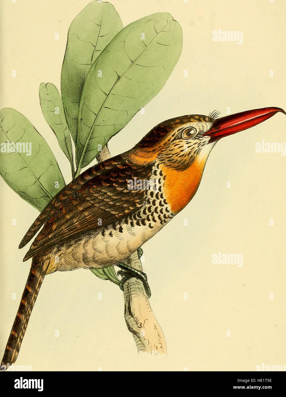 Historical bird species drawings hi-res stock photography and images ...