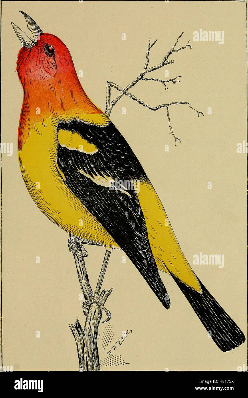 This cover from the American Bird magazine, dated 1903, highlights ...