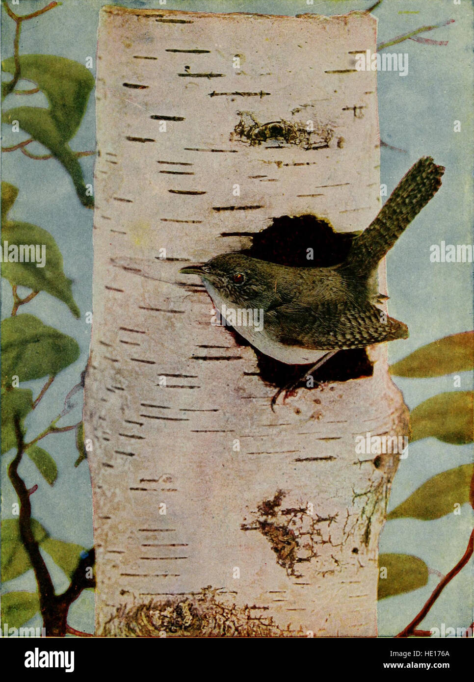 This collection of color photography celebrates the harmony of nature ...