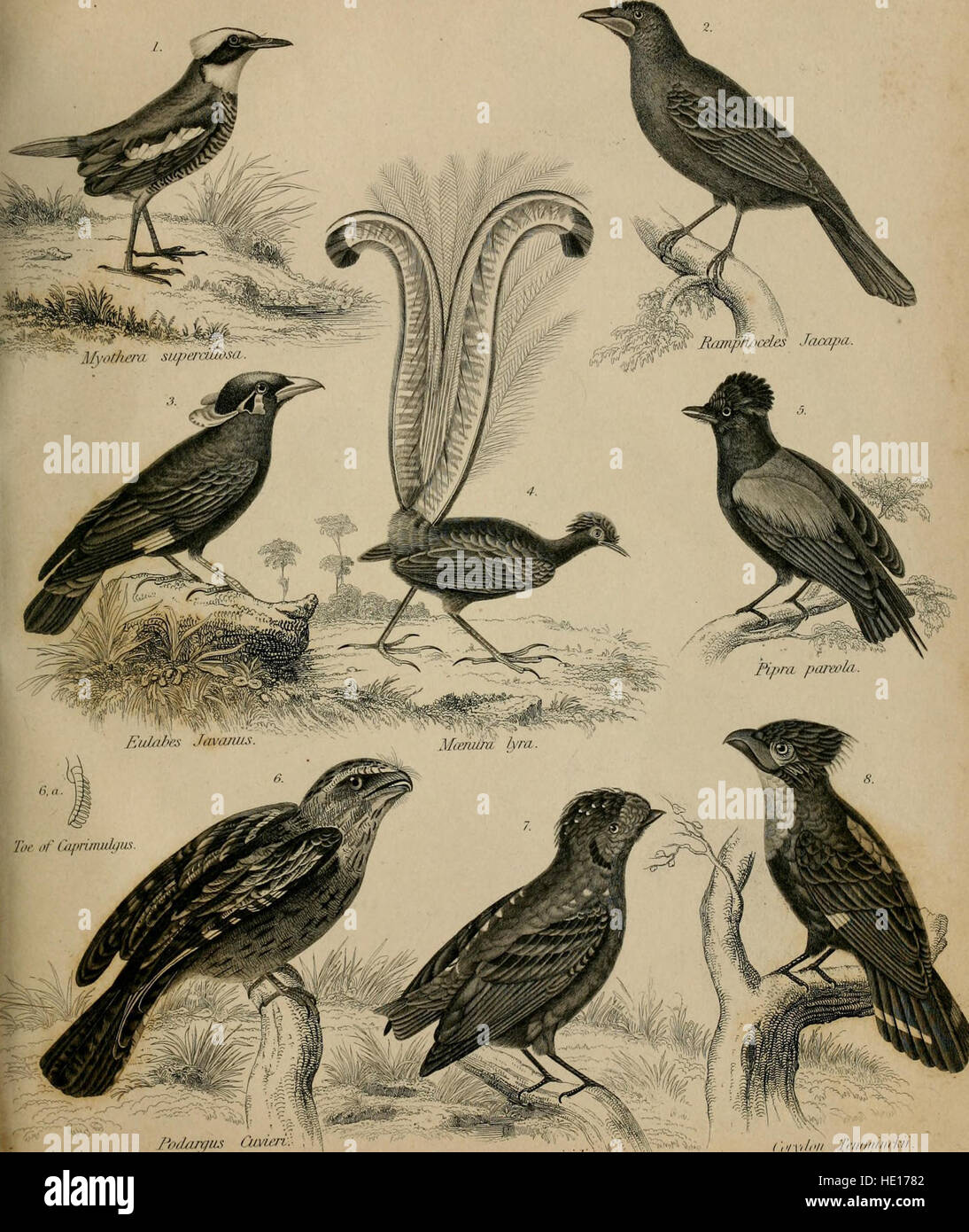 This article on ornithology, from the 1839 edition of the *Encyclopedia ...