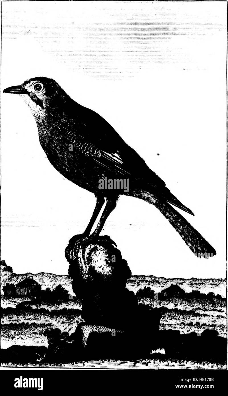 Buffon history natural hi-res stock photography and images - Alamy