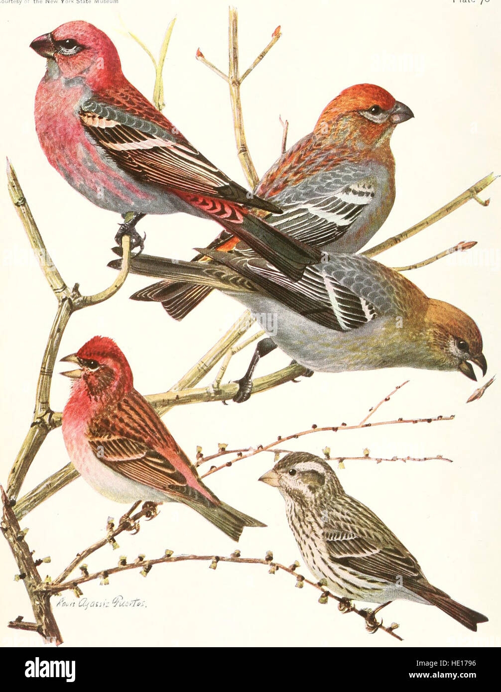 'Birds of America' (1923) is a significant ornithological work ...